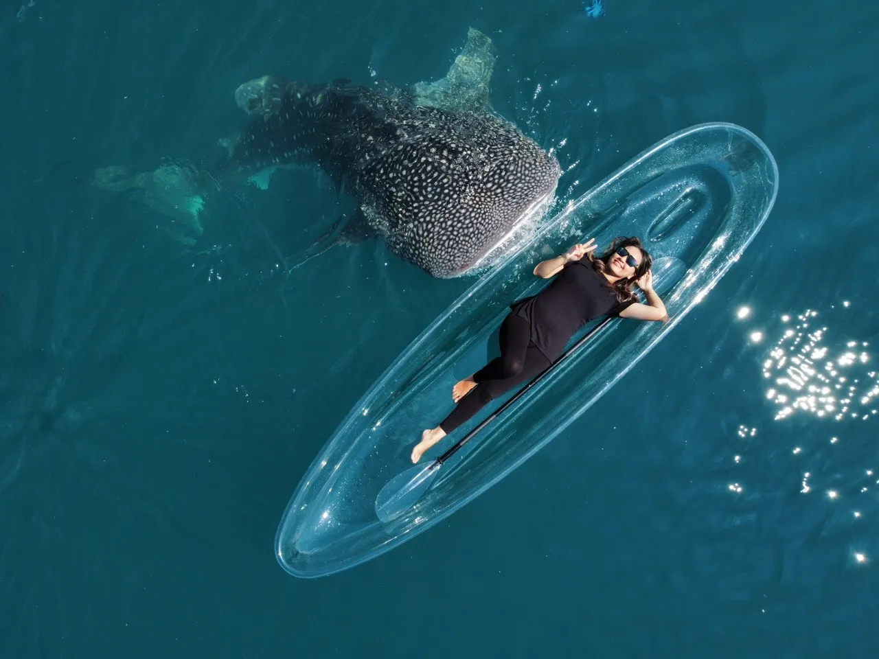 Mengapa Hiu Paus Sherly di Gorontalo Begitu Terkenal? Ini Jawabannya ...